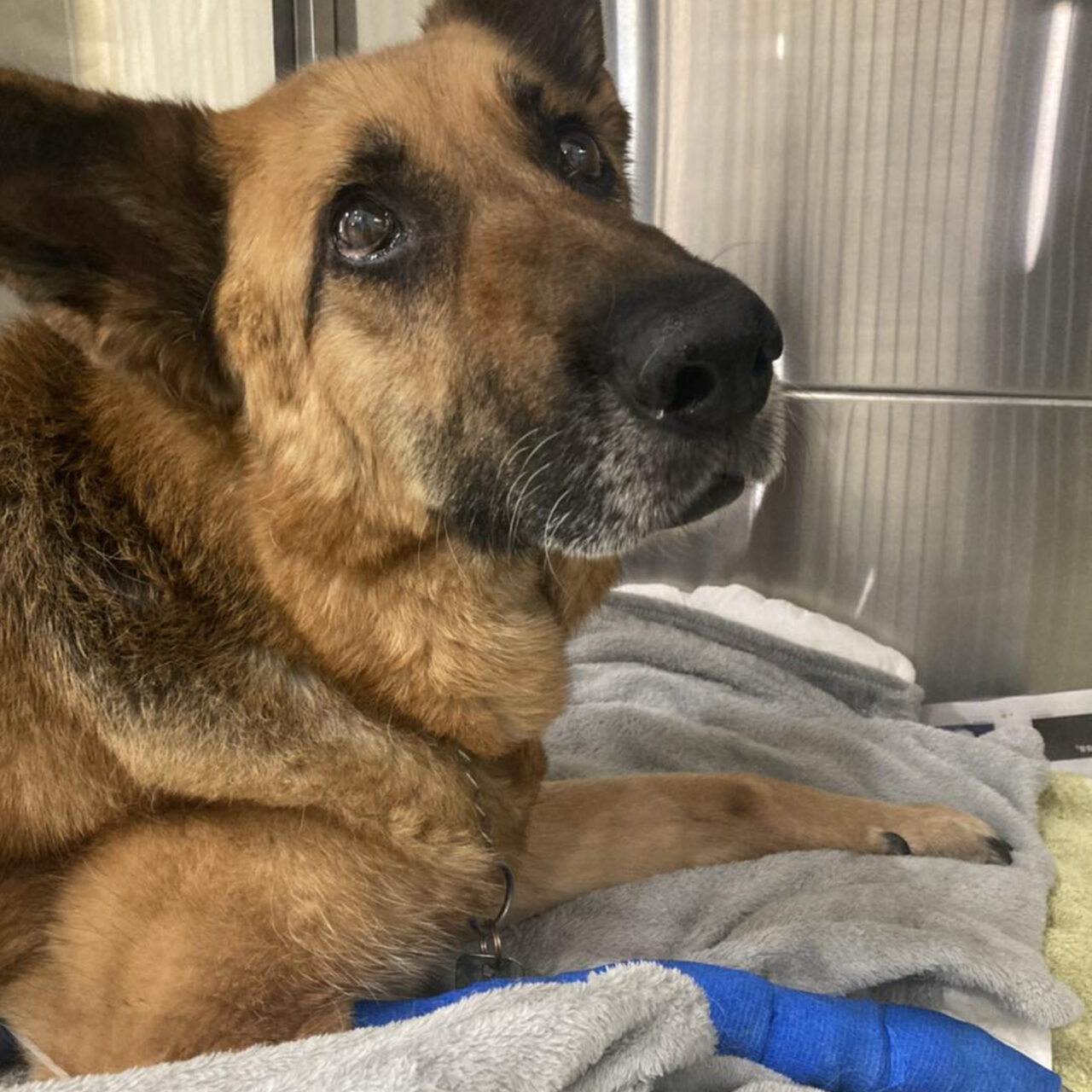 Pet Emergencies - Summer Street Vet Clinic